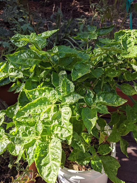 Peruvian Aji Amarillo - Food Gardening, Foraging - Hungry Onion