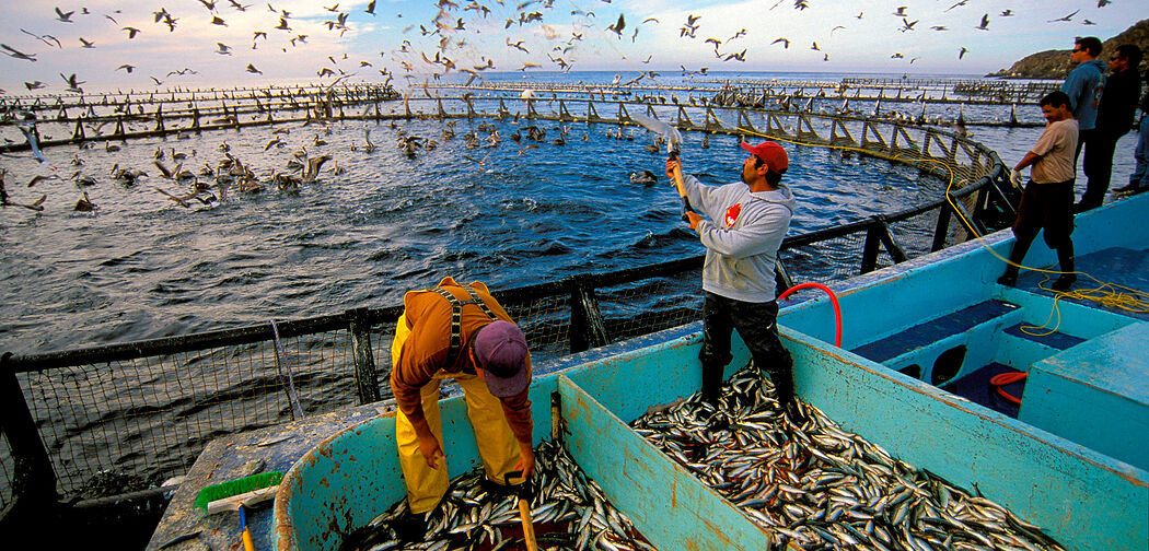 AQUACULTURE articles - Hakai Magazine and The Atlantic: What It Takes ...