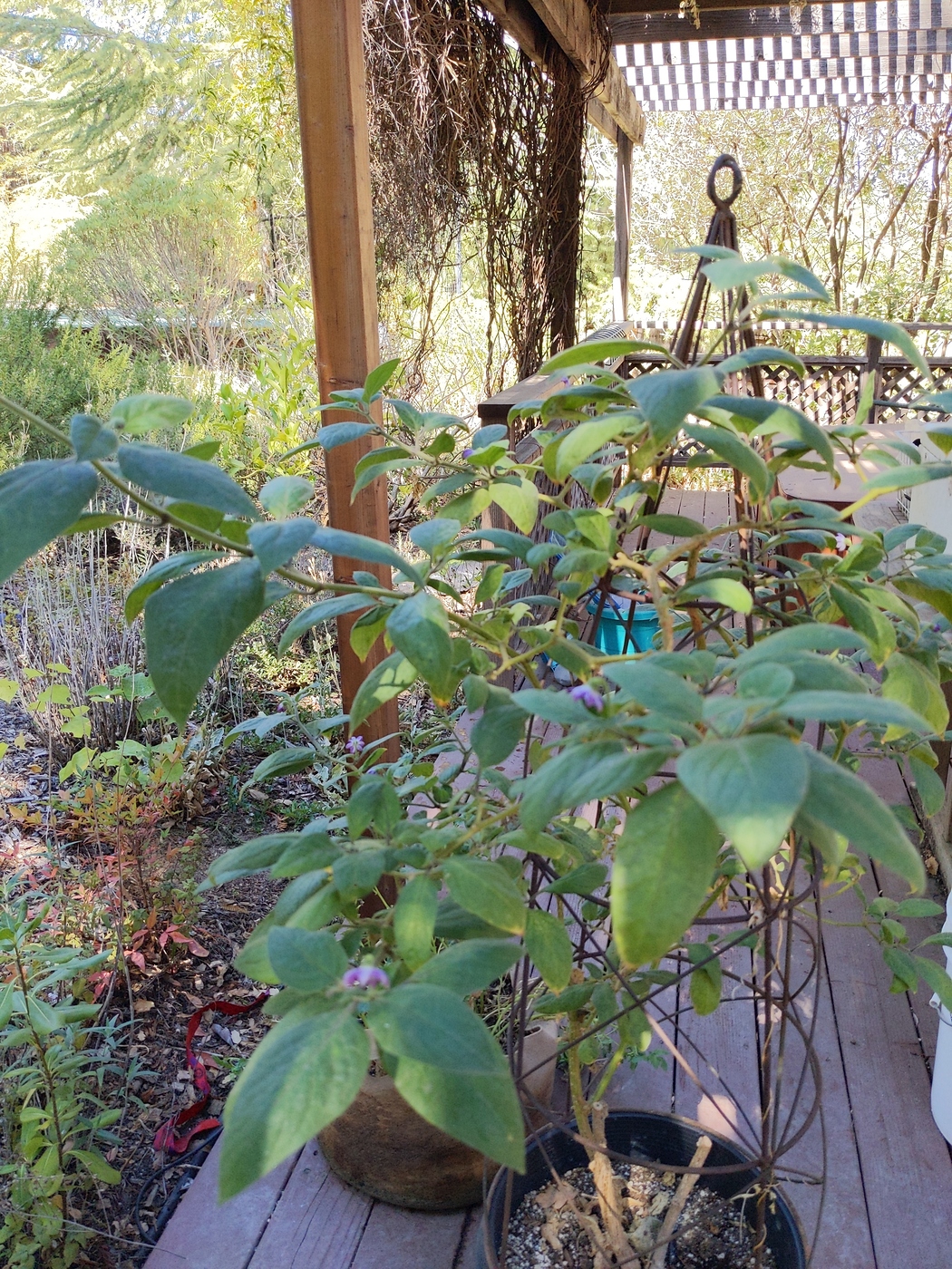 Peruvian Aji Amarillo - Food Gardening, Foraging - Hungry Onion