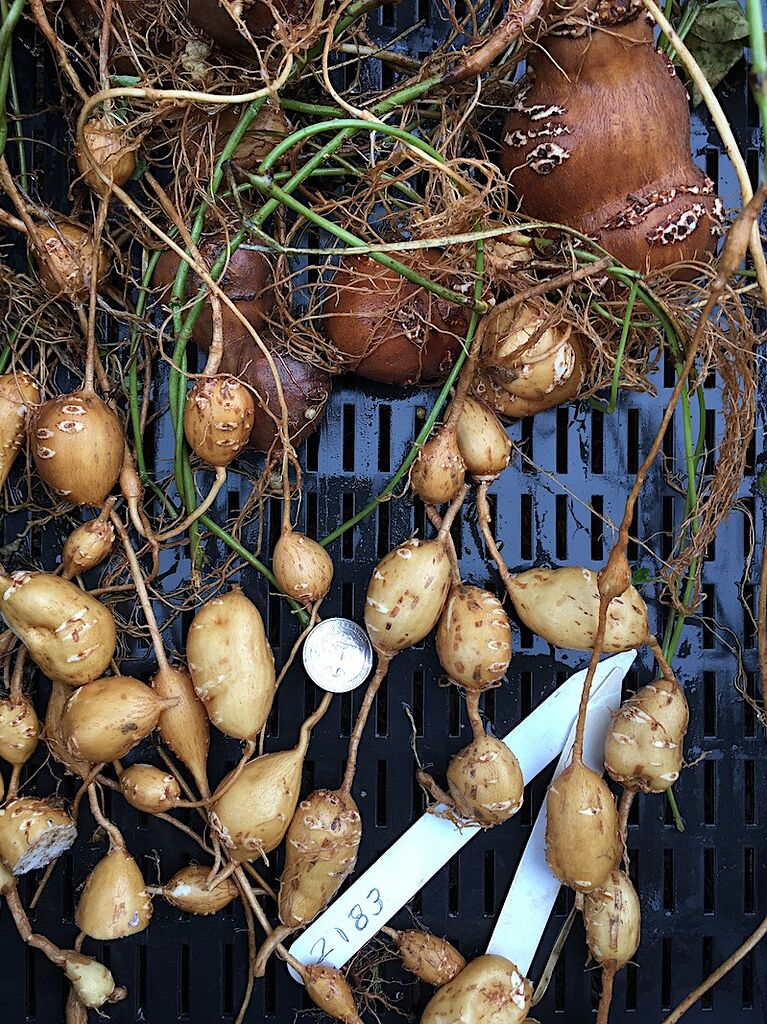 Apios americana, wild and domesticated - Food Gardening, Foraging ...