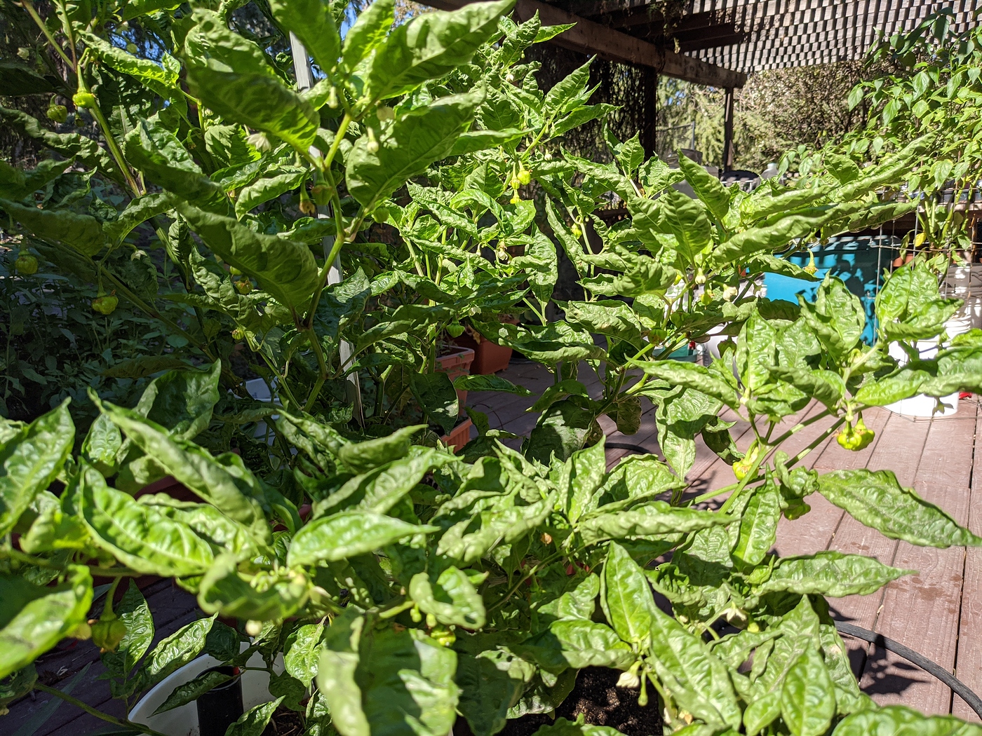 Peruvian Aji Amarillo - Food Gardening, Foraging - Hungry Onion