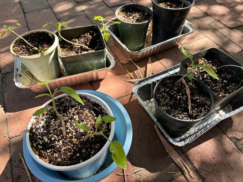 Spindly tomatoes - Food Gardening, Foraging - Hungry Onion