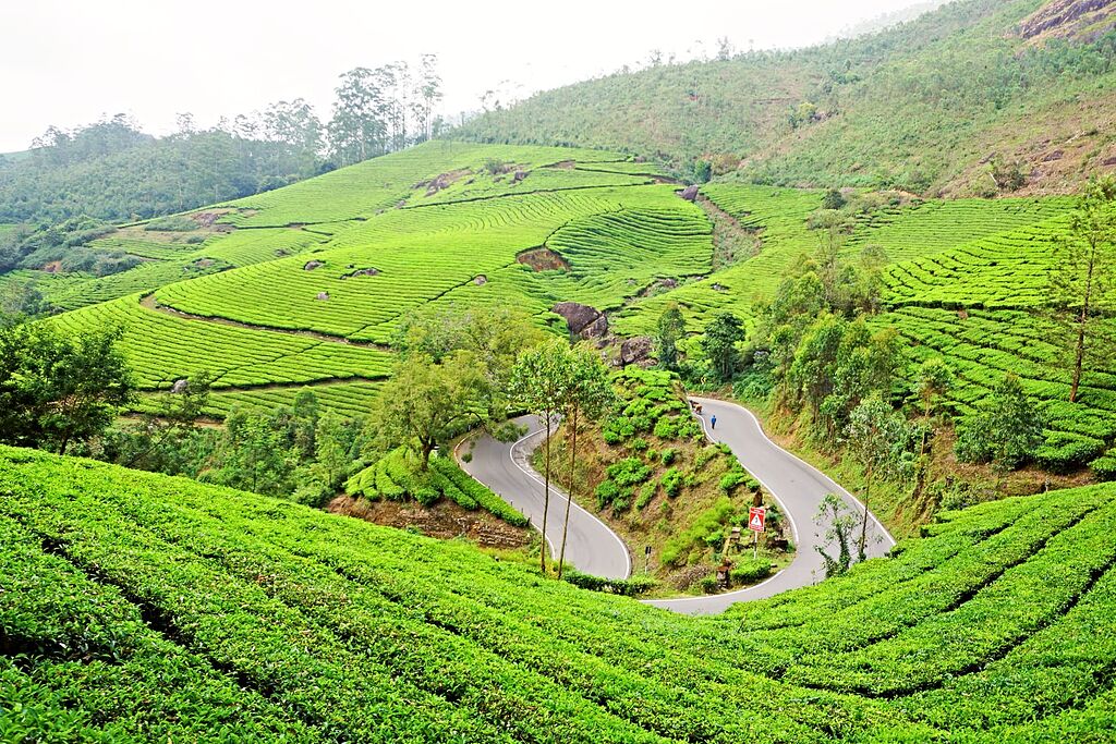 [Munnar, India] Dinner at Ivory, Elephant Passage - Asia Pacific ...