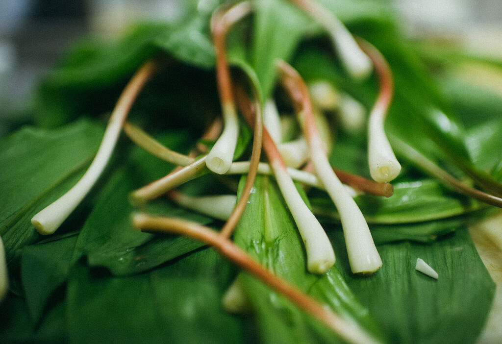 Ramps / Wild Leeks Season - Cooking Discussions - Hungry Onion