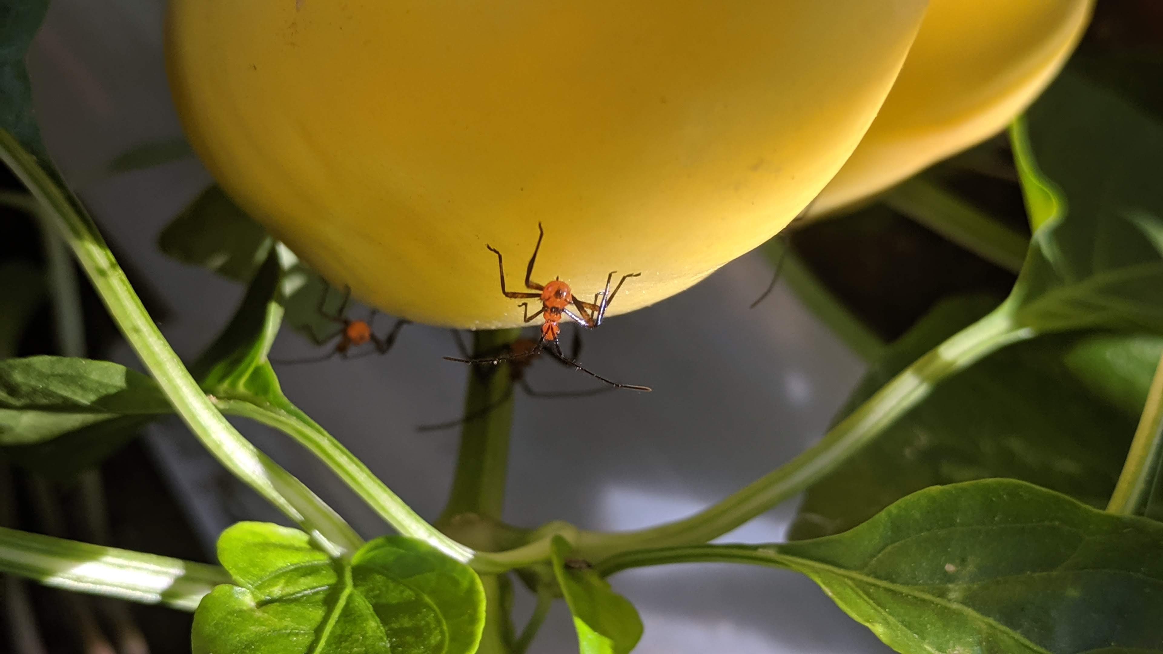 Insect ID - Food Gardening, Foraging - Hungry Onion