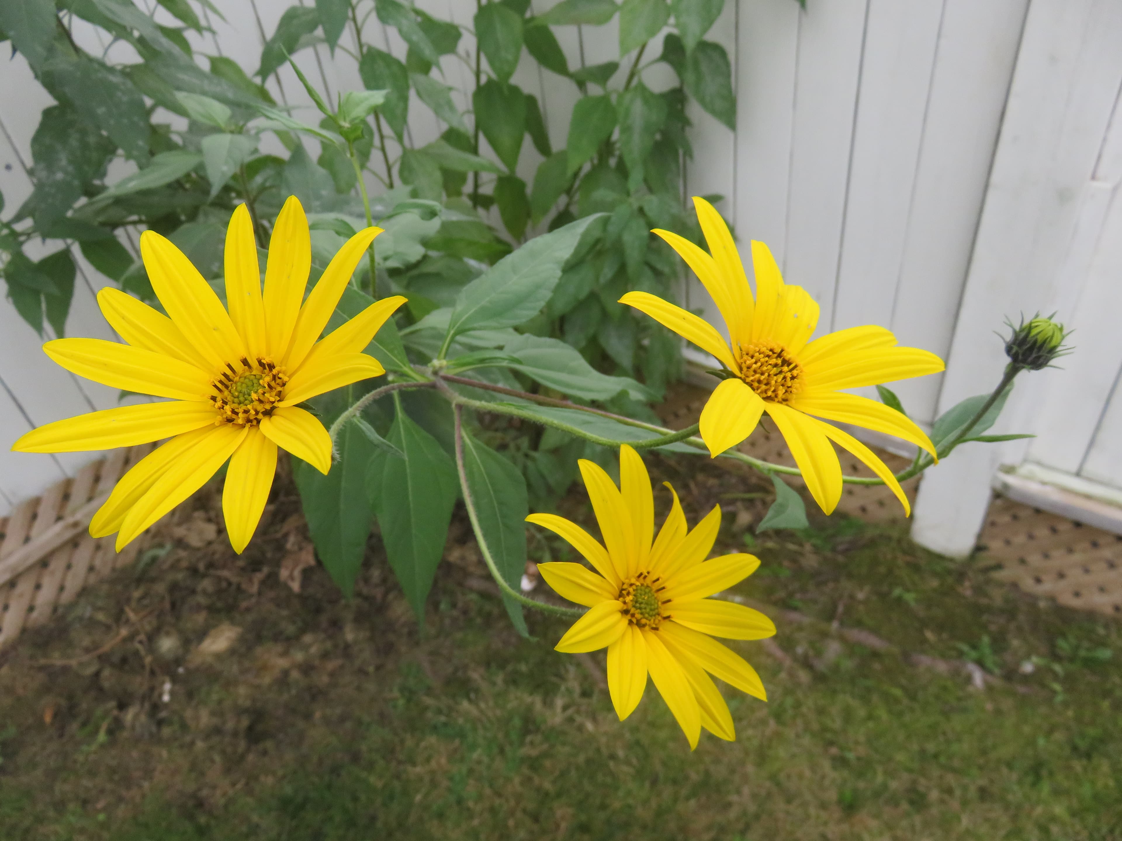 how to make jerusalem artichokes less gassy